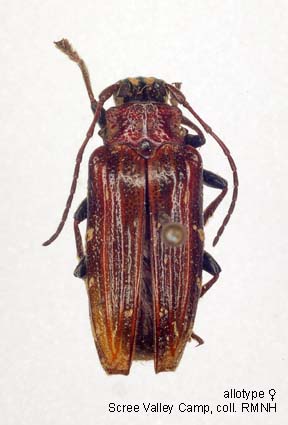 Papua Insects Foundation (Coleoptera/Cerambycidae/Tmesisternus toxopei)